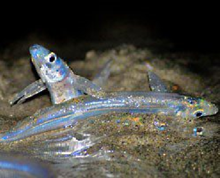 Grunion Monitoring – Chambers Group