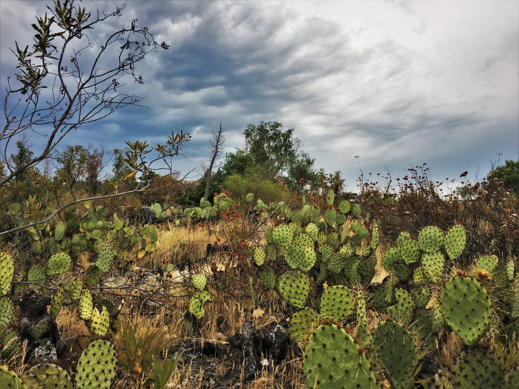 Big Tujunga Wash Mitigation Area – Chambers Group