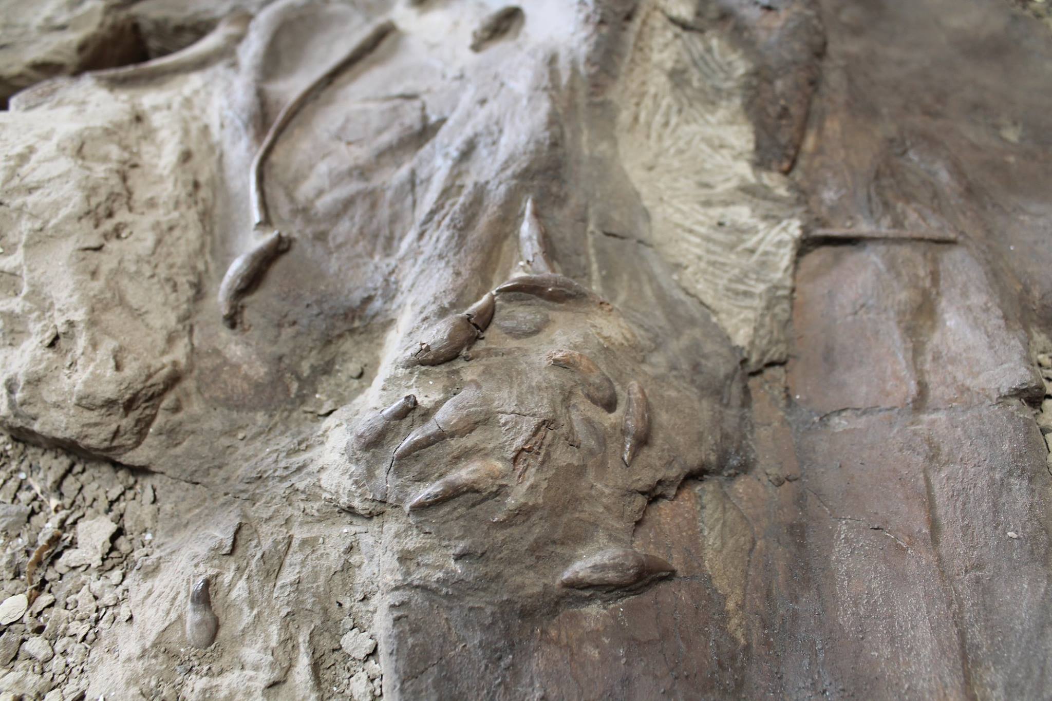 5+ Million-Year-Old Fossil Donated to County of Orange – Chambers Group